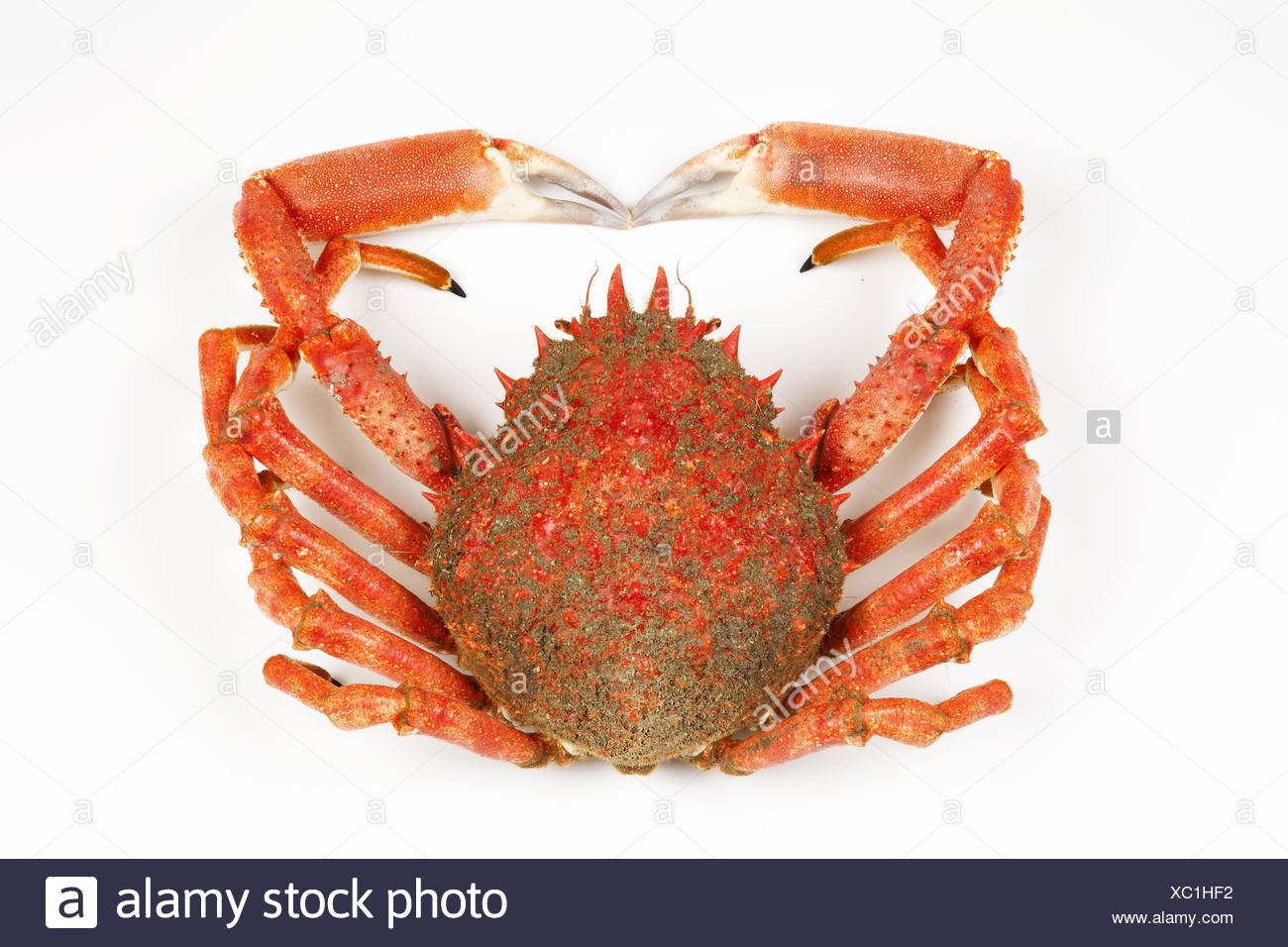 Cooked Spider Crab High Resolution Stock Photography and Images - Alamy