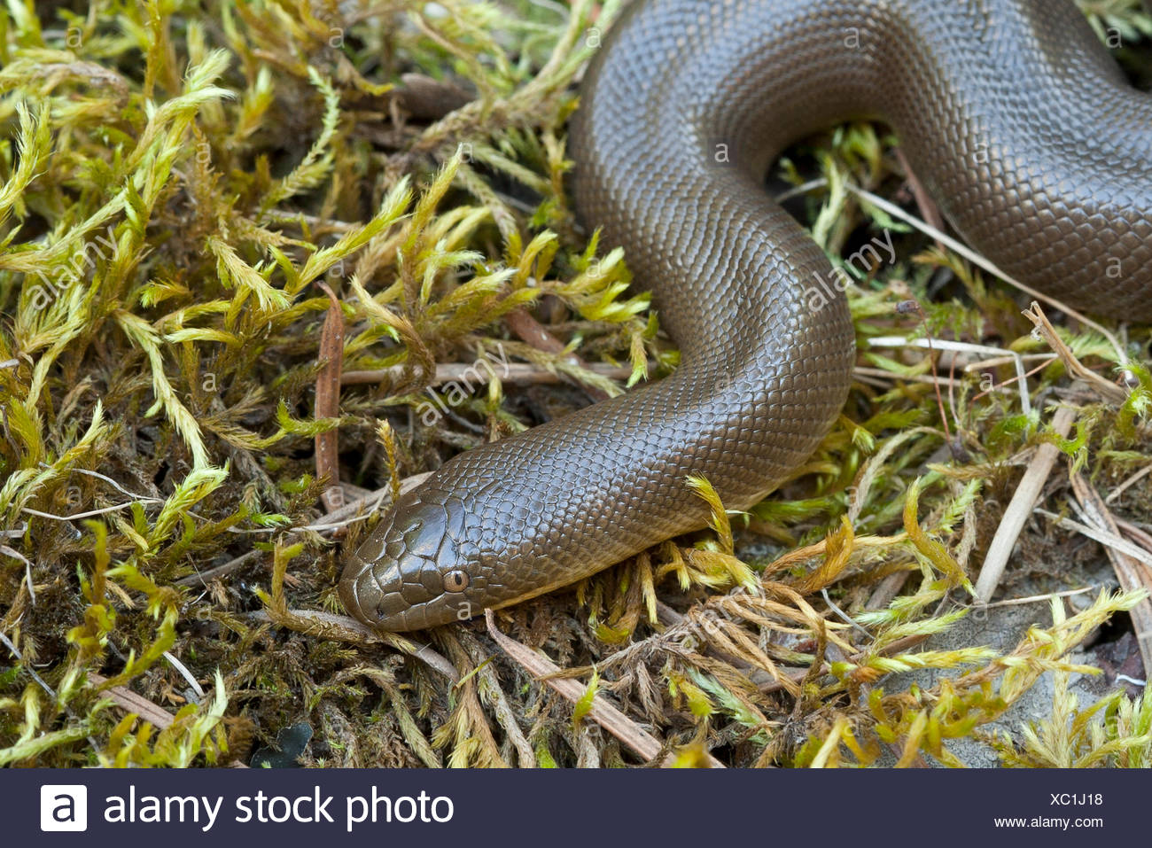 Snakes Of Canada Stock Photos & Snakes Of Canada Stock Images - Alamy