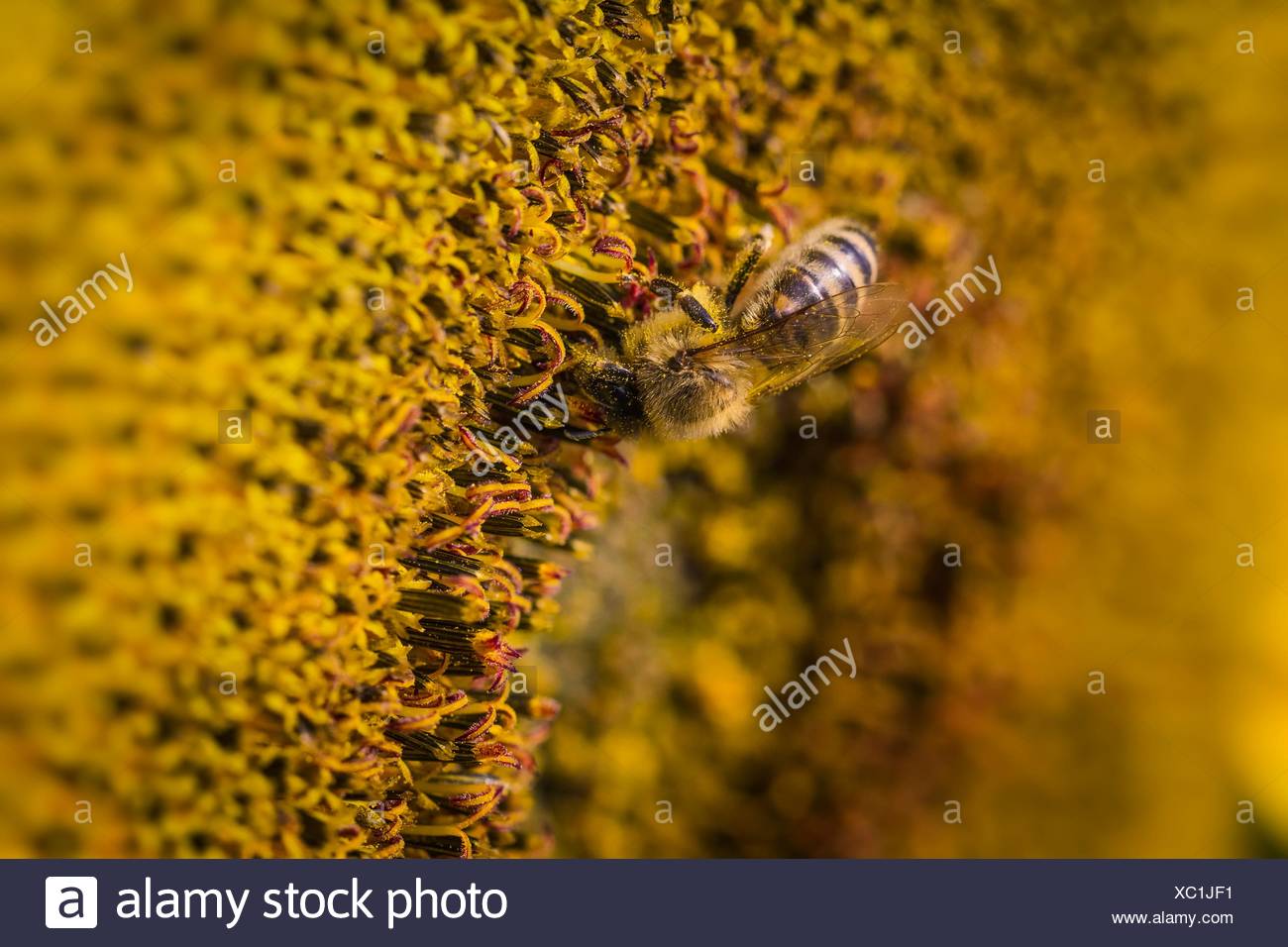 Bee Pollinating Sunflower High Resolution Stock Photography and Images ...