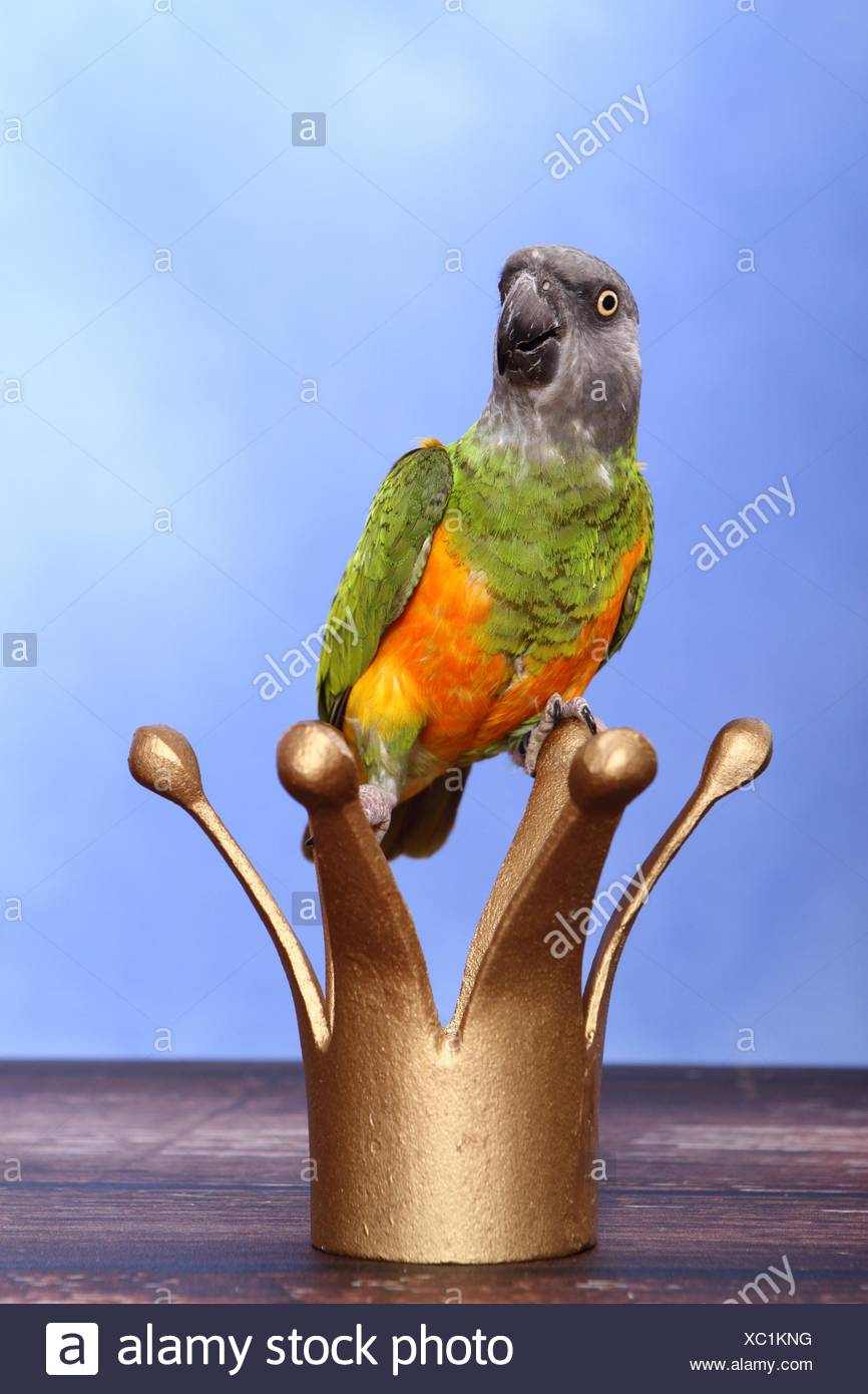 Senegal Bird High Resolution Stock Photography and Images - Alamy