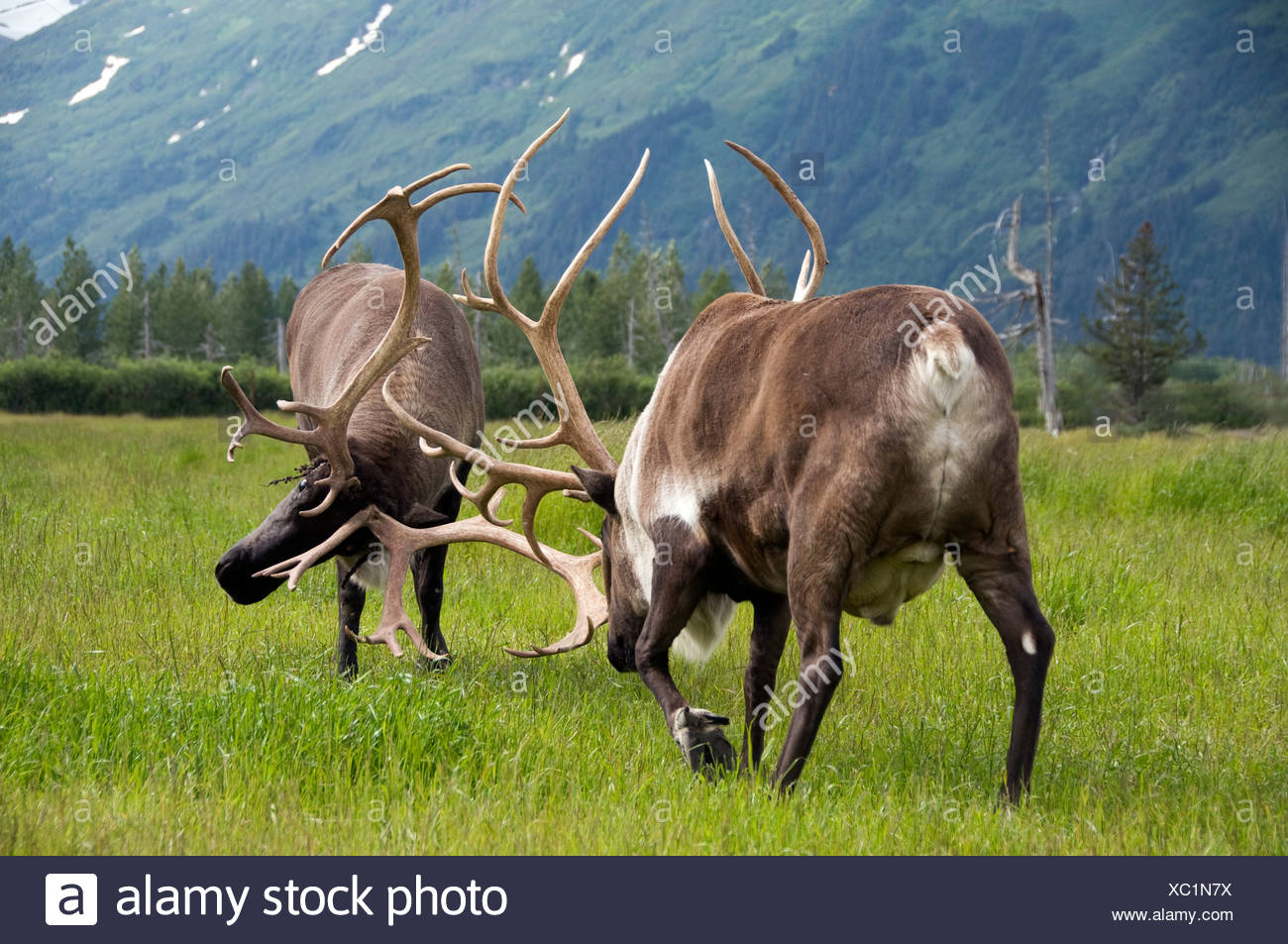 Ground Battling High Resolution Stock Photography and Images - Alamy