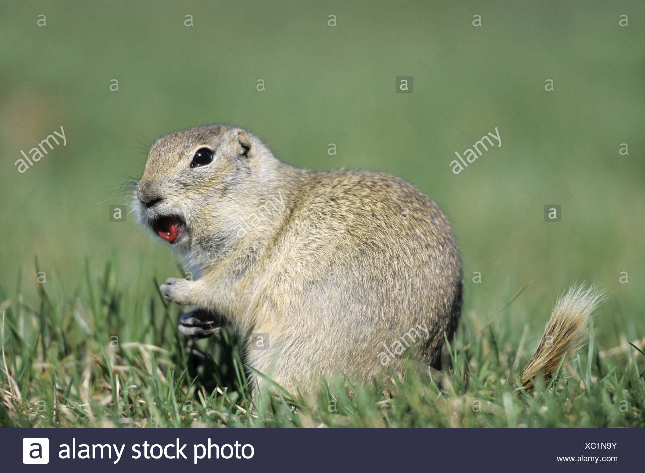 Real Squirrels High Resolution Stock Photography and Images - Alamy