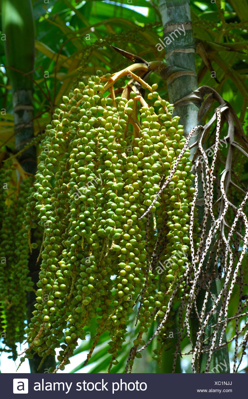 Caryota High Resolution Stock Photography and Images - Alamy