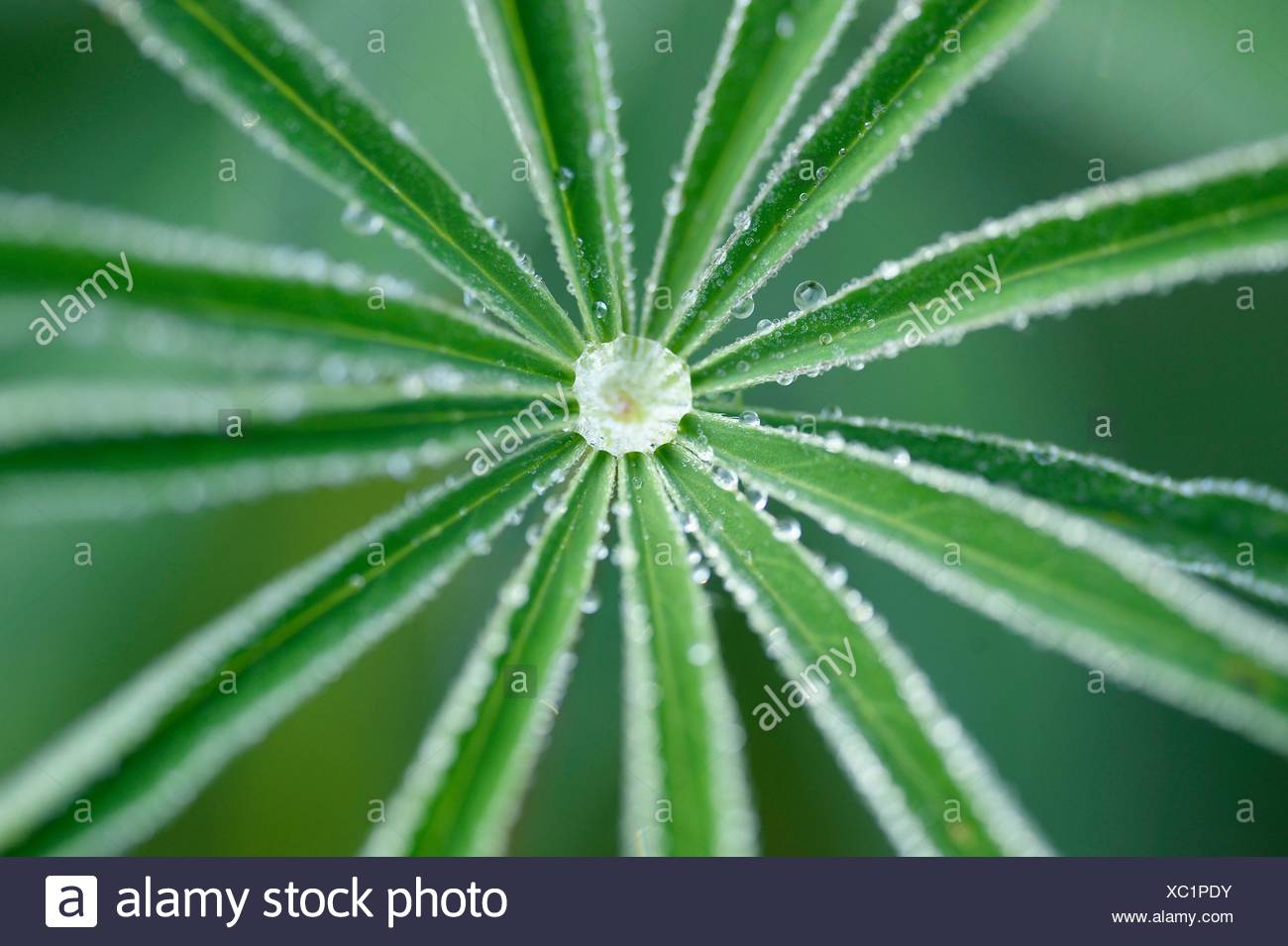 Lupin Leaf High Resolution Stock Photography and Images - Alamy