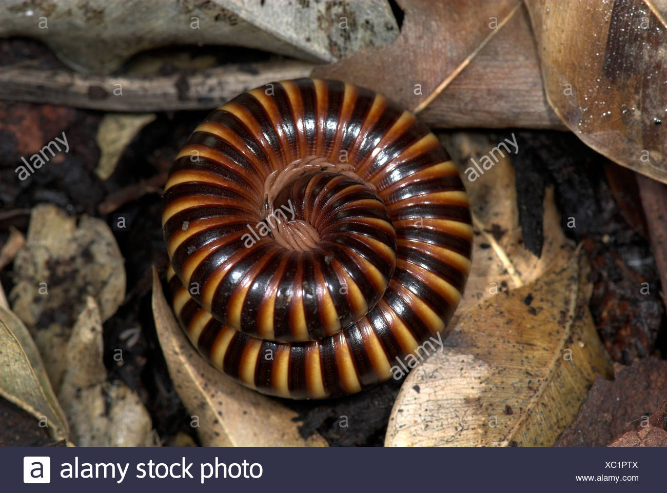 Curled Millipede High Resolution Stock Photography and Images - Alamy