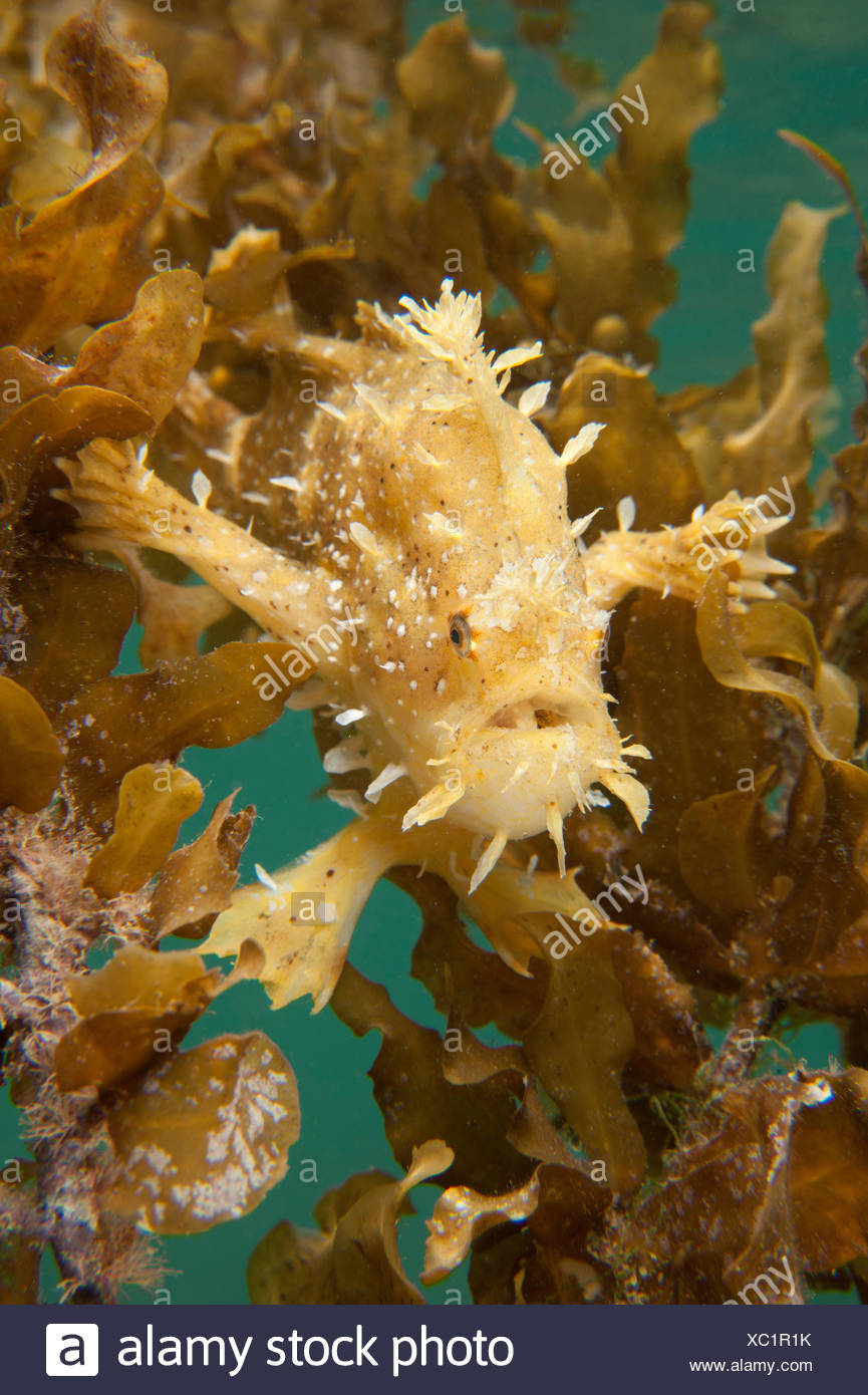 Floating Sargassum Seaweed High Resolution Stock Photography and Images ...