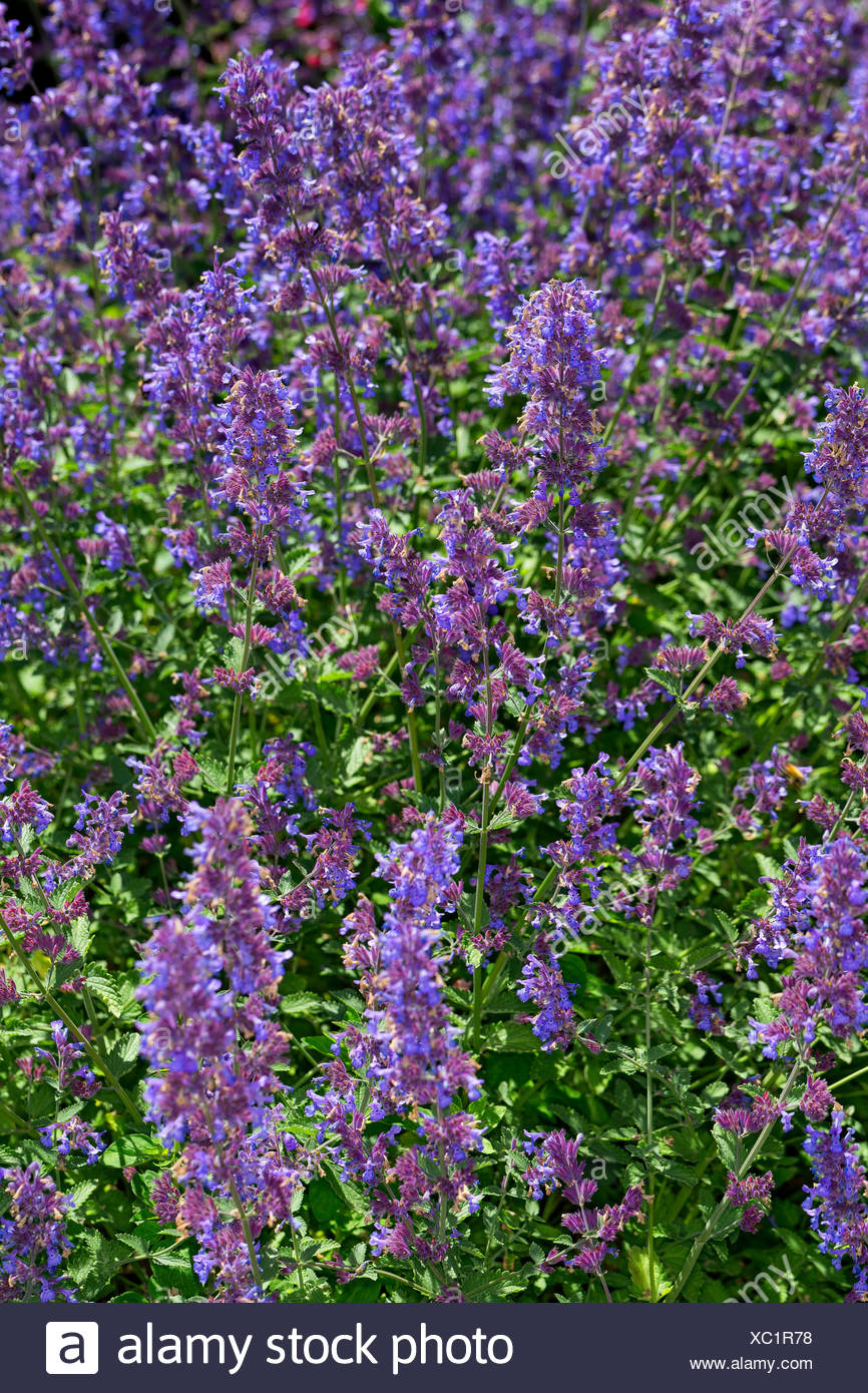 Faassens Catmint Nepeta X Faassenii High Resolution Stock Photography ...