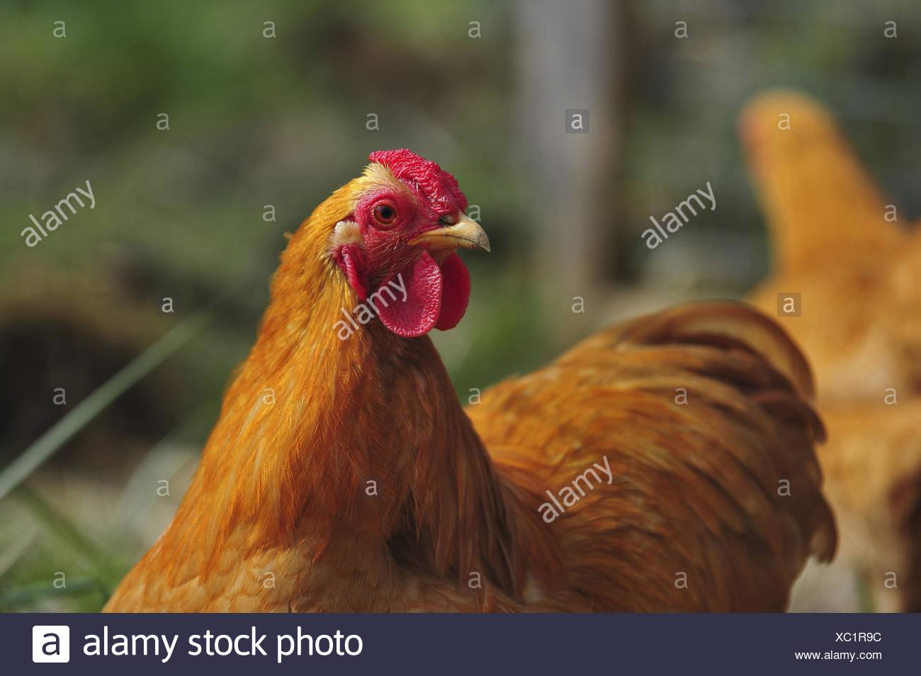 Chicken Layers High Resolution Stock Photography and Images - Alamy