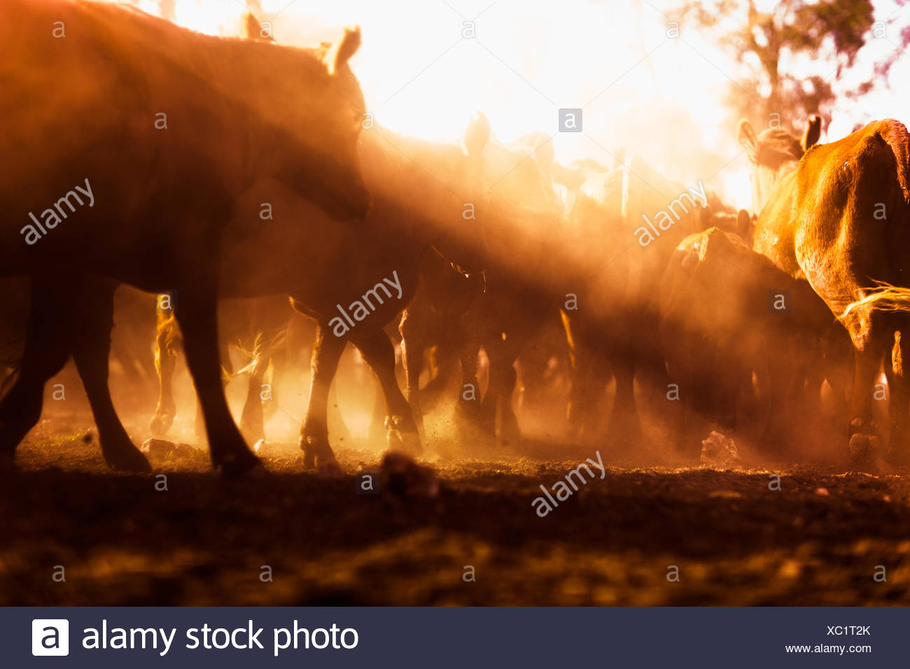 Australia Outback Cows High Resolution Stock Photography and Images - Alamy