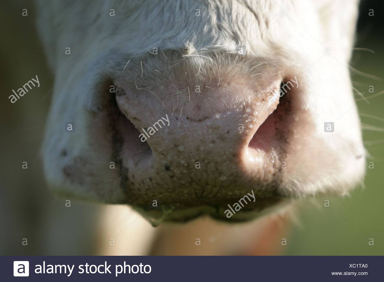 Cattle Noses High Resolution Stock Photography and Images - Alamy