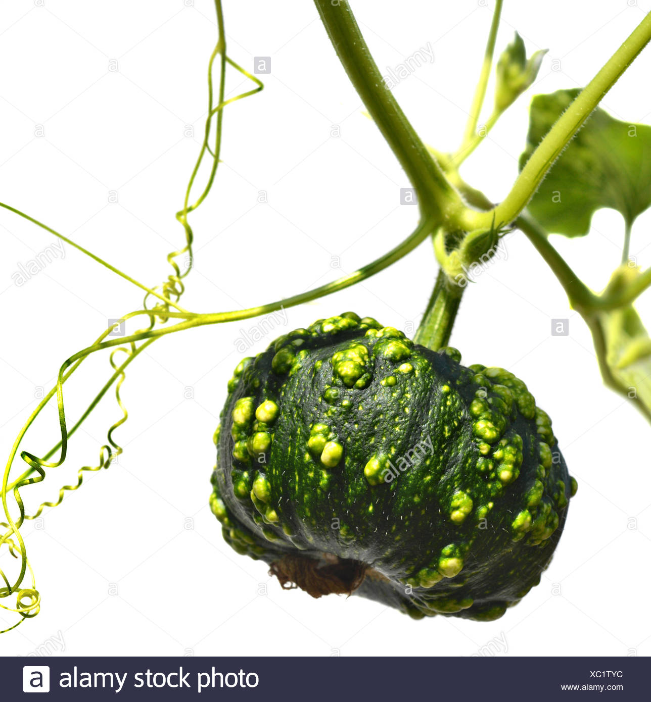 Green Pumpkin High Resolution Stock Photography and Images - Alamy