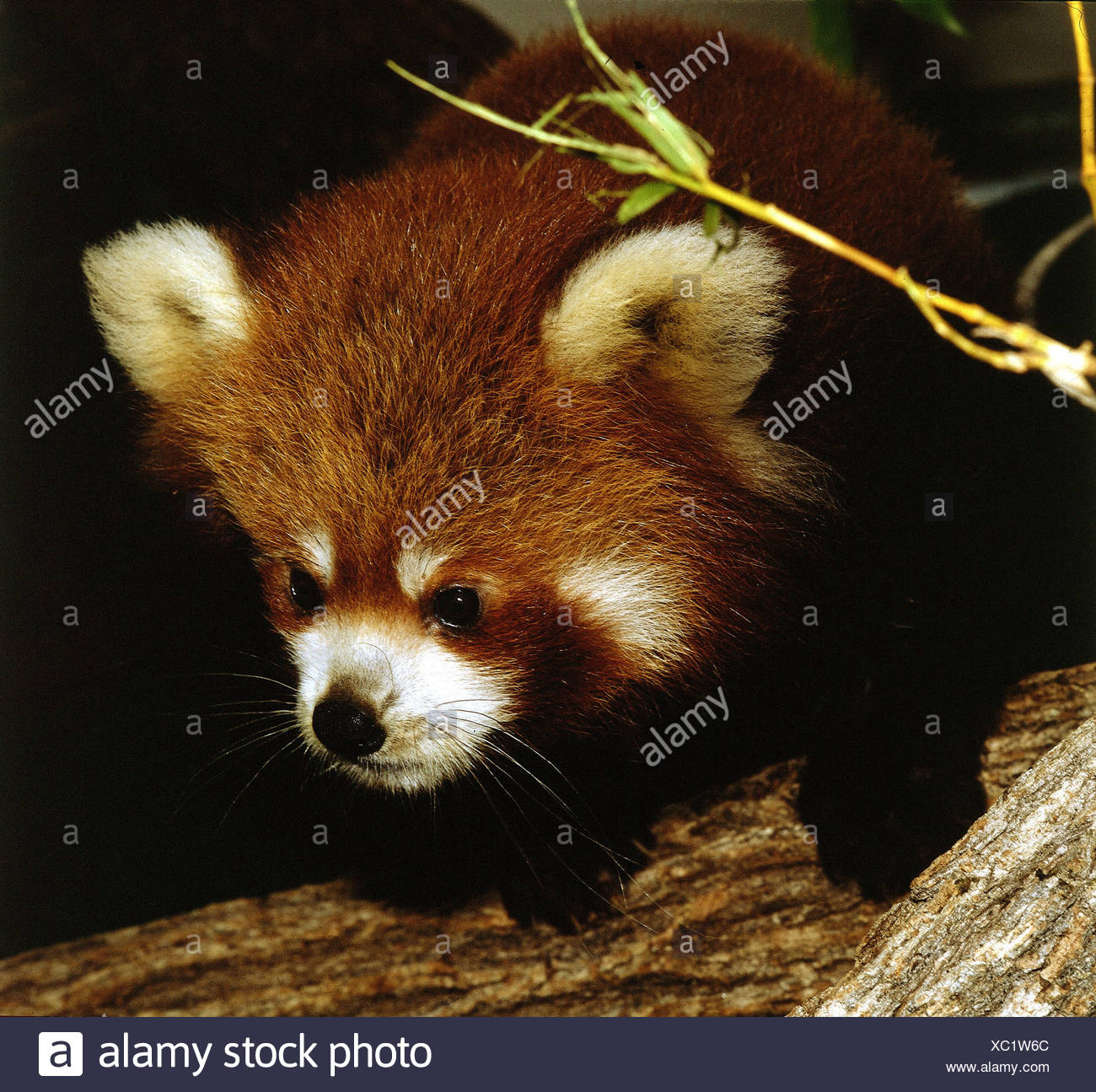 Chi Chi The Panda High Resolution Stock Photography and Images - Alamy