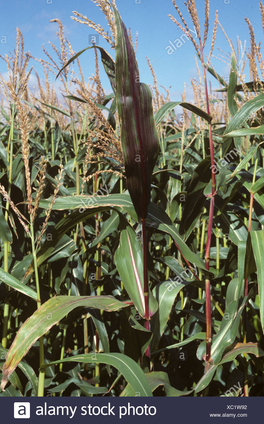 Purple Maize High Resolution Stock Photography and Images - Alamy