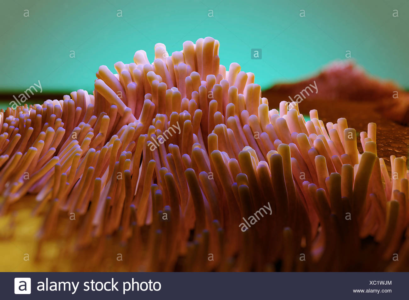 Respiratory Epithelium High Resolution Stock Photography and Images - Alamy