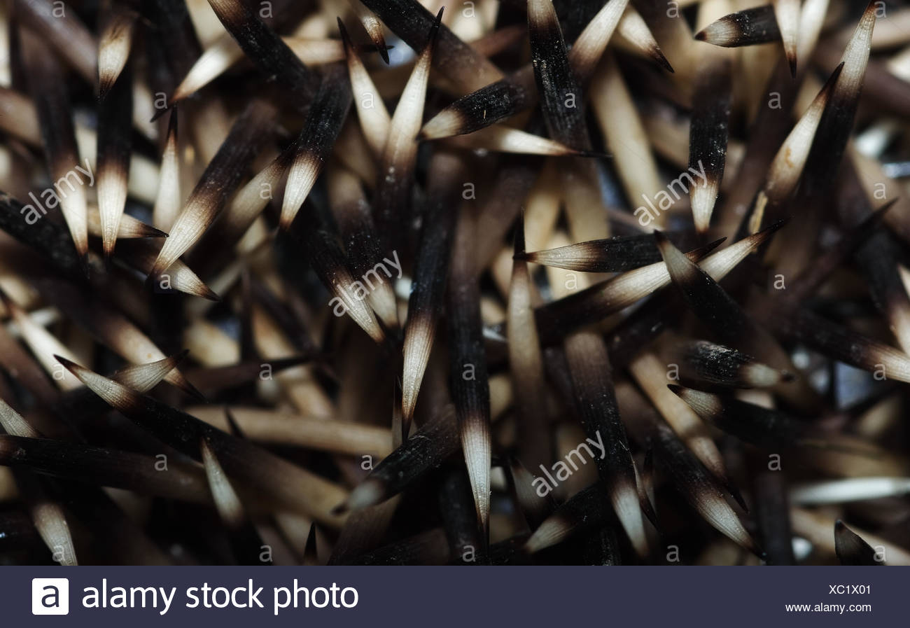 Verteidigungswaffe High Resolution Stock Photography and Images - Alamy