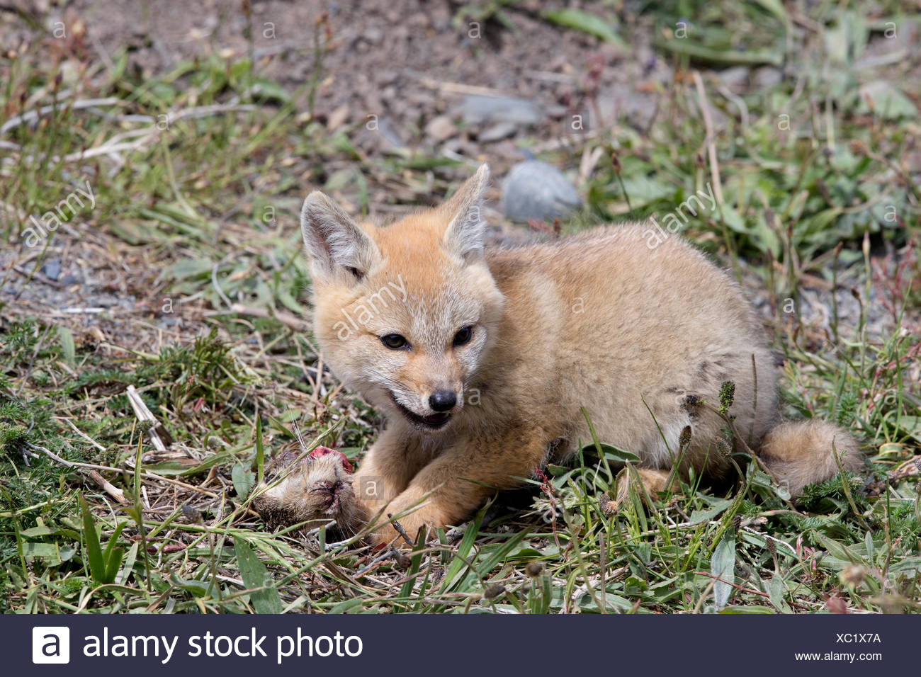American Hare High Resolution Stock Photography and Images - Alamy