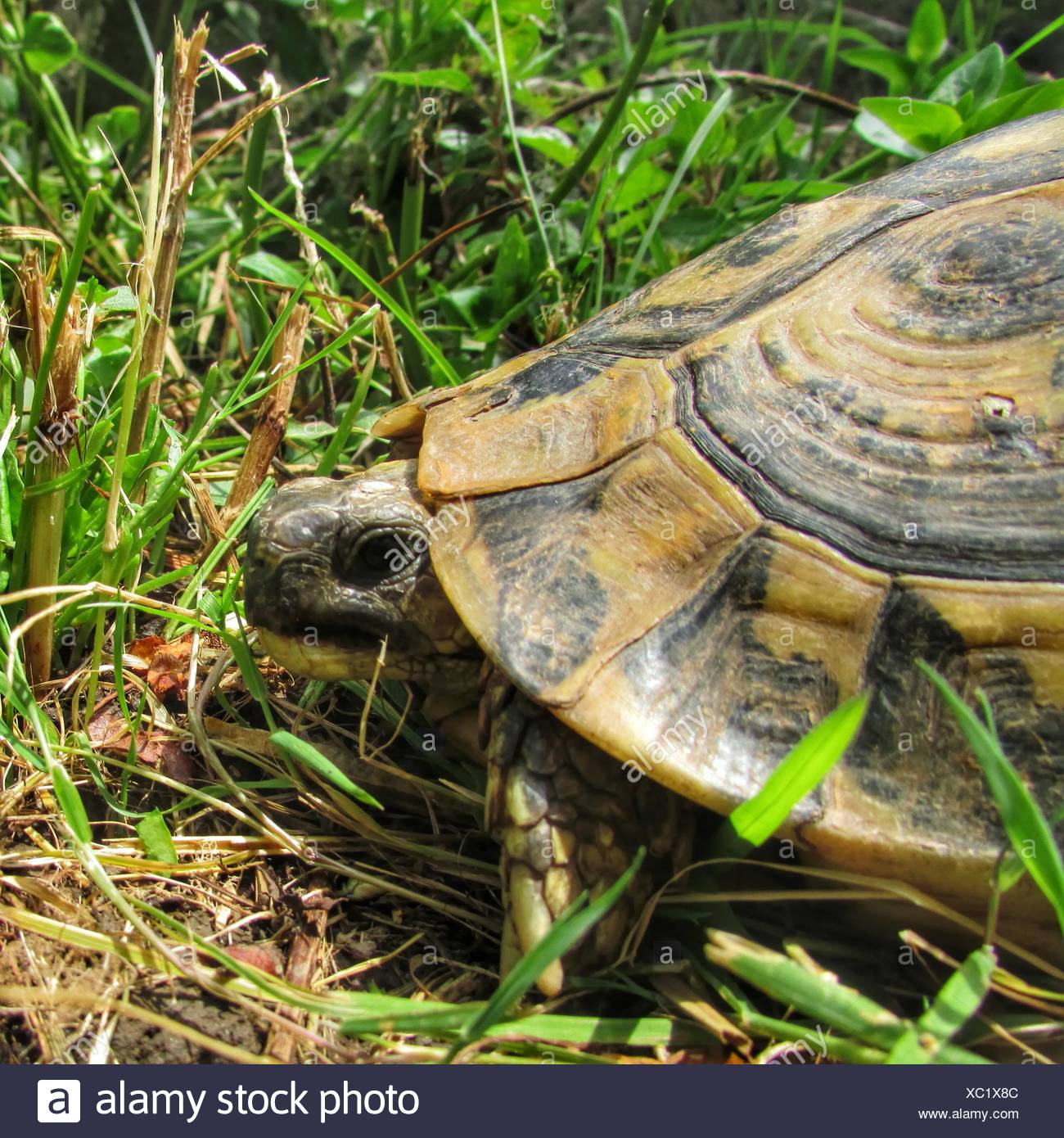 Turtle Grass High Resolution Stock Photography and Images - Alamy