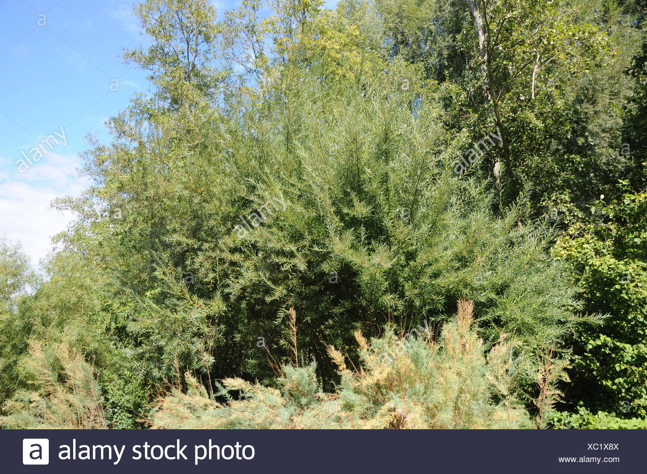 Rosemary Tree High Resolution Stock Photography and Images - Alamy