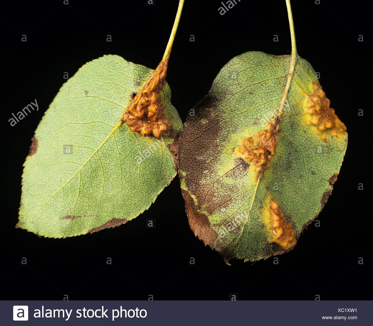 Pear Disease Stock Photos & Pear Disease Stock Images - Alamy