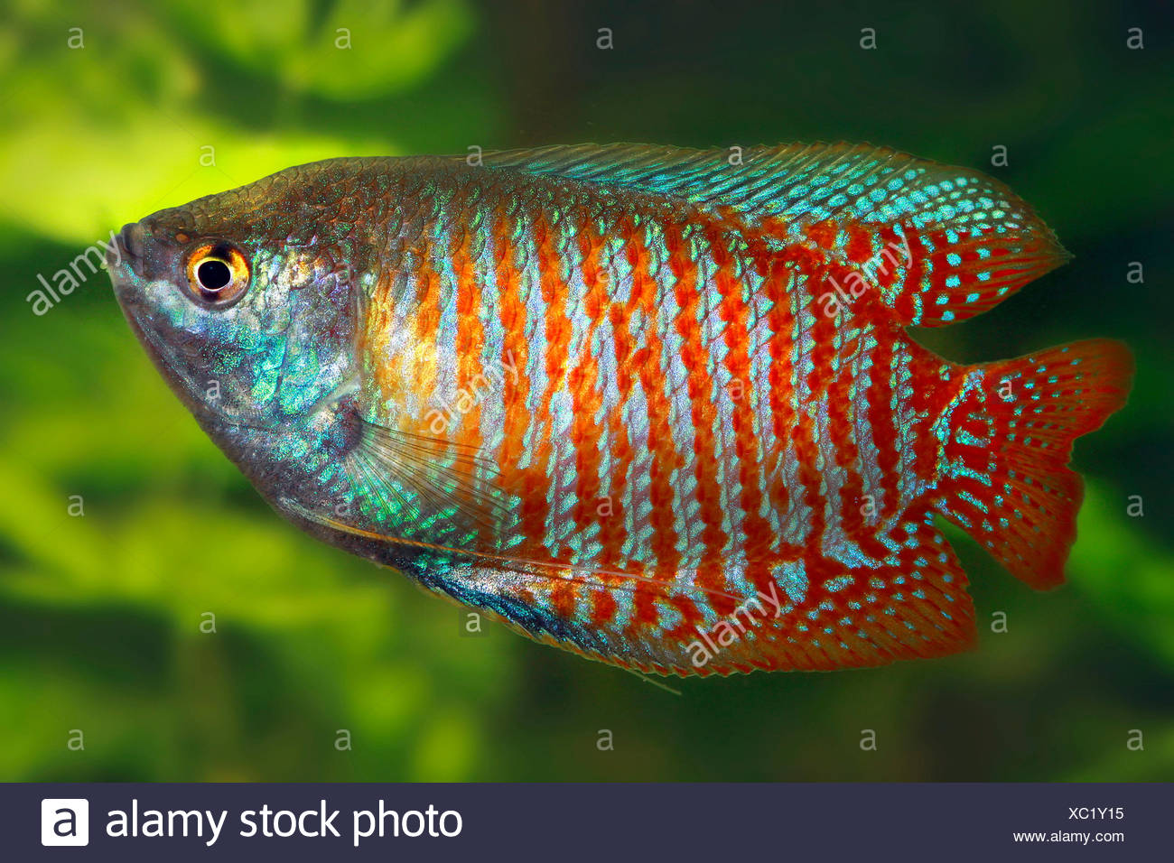 Trichogaster Lalius Stock Photos & Trichogaster Lalius Stock Images - Alamy