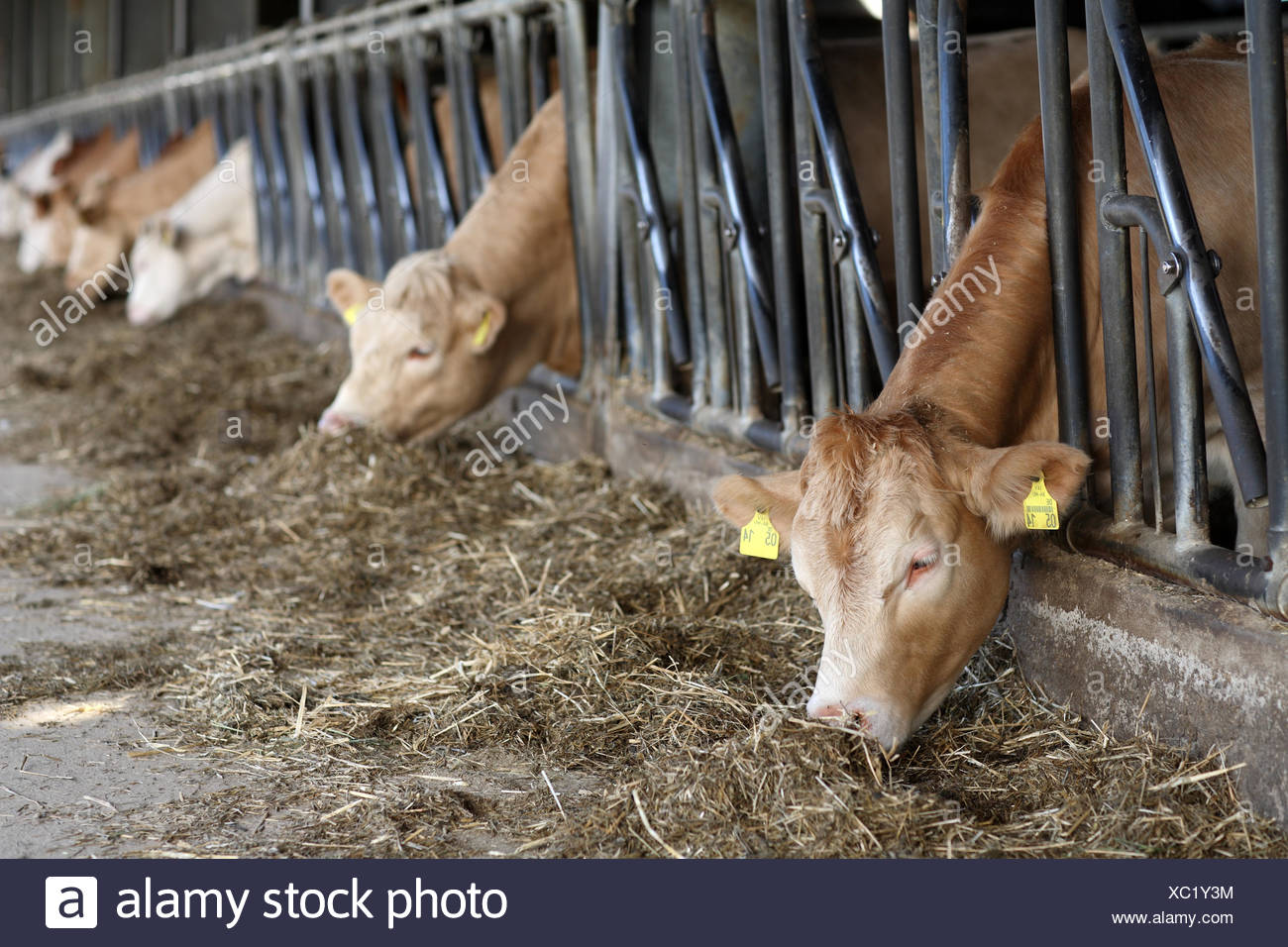 Cowsheds Stock Photos & Cowsheds Stock Images - Alamy