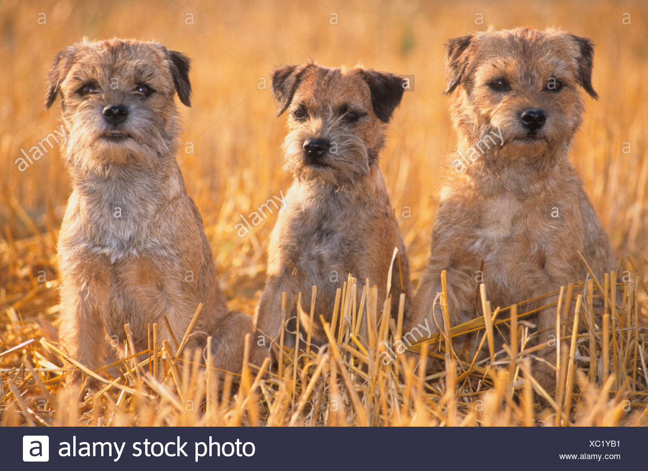 Border Terrier Stock Photos & Border Terrier Stock Images - Alamy