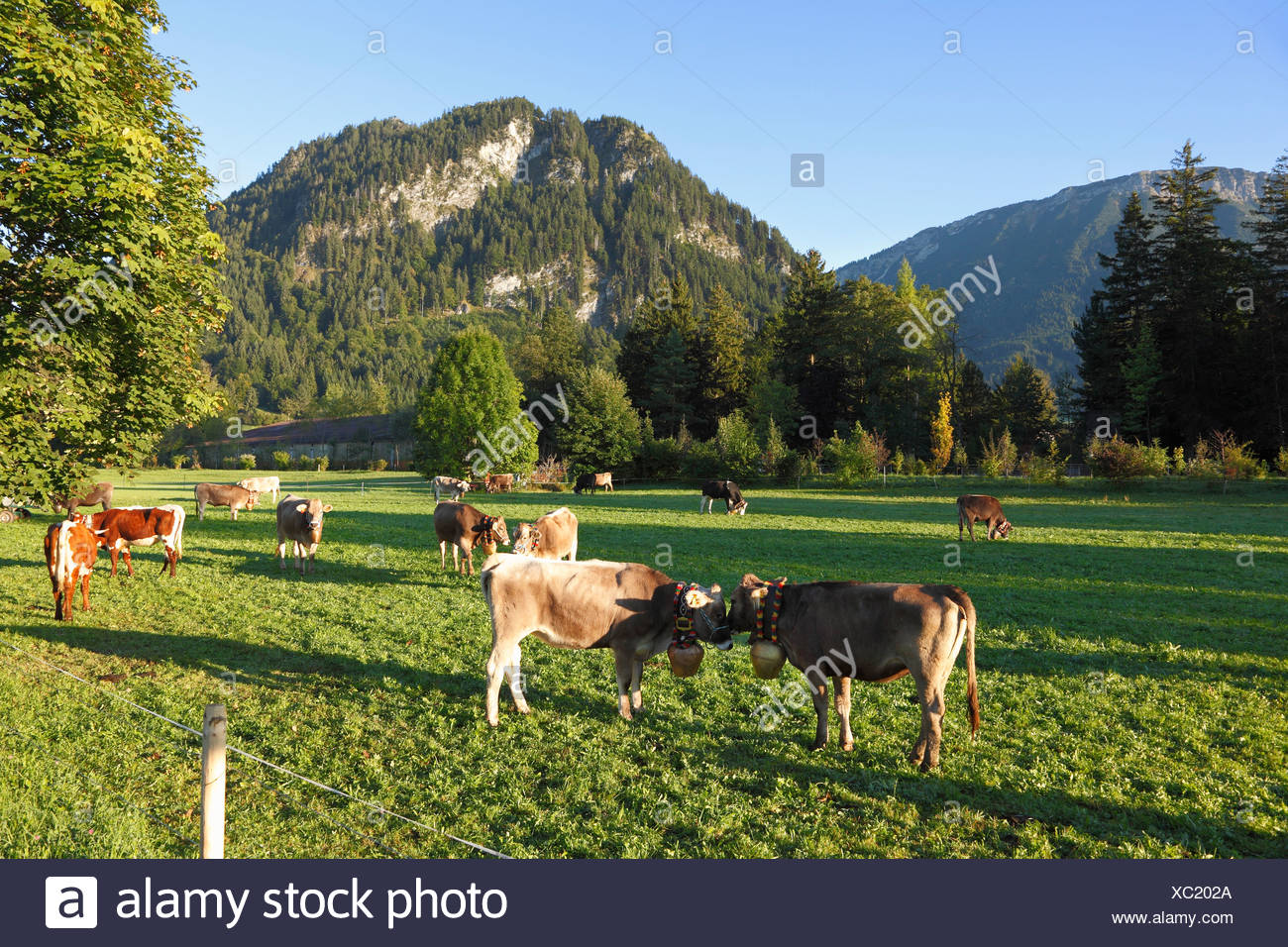 Cow Bells High Resolution Stock Photography and Images - Alamy