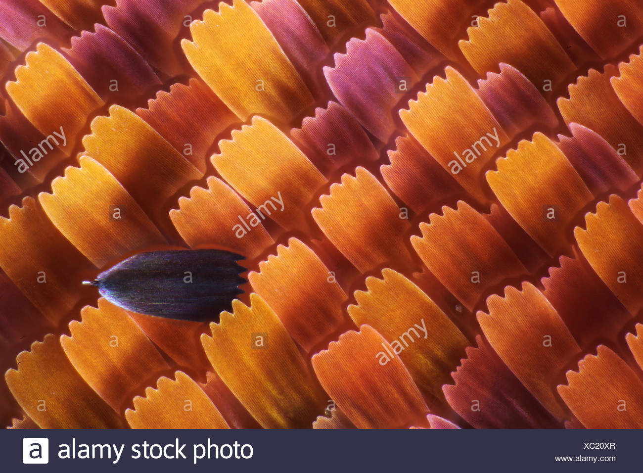 Butterfly Specimens High Resolution Stock Photography and Images - Alamy