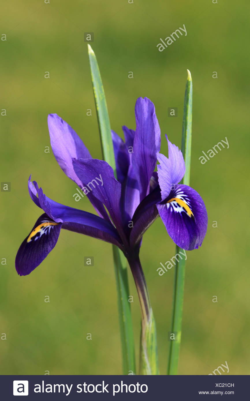Iris Reticulata High Resolution Stock Photography and Images - Alamy