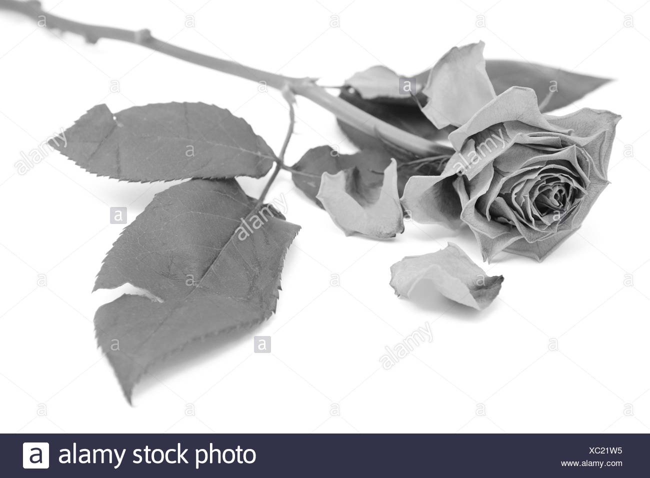 Dropped Petals High Resolution Stock Photography and Images - Alamy