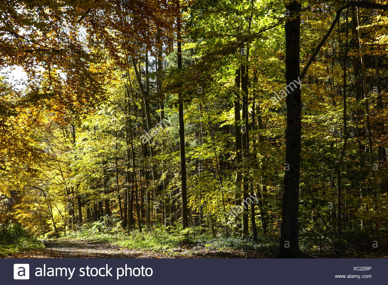 Laubwald High Resolution Stock Photography and Images - Alamy