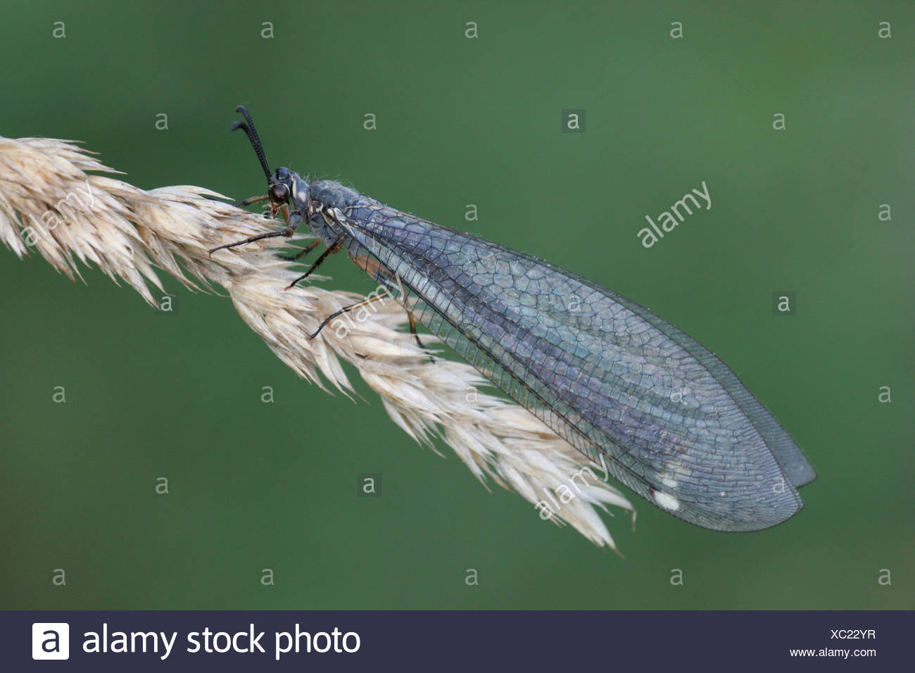 Lion Ant Stock Photos & Lion Ant Stock Images - Alamy
