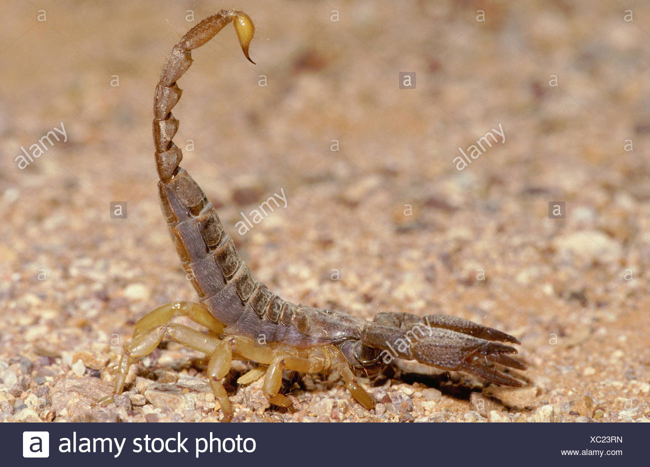 Scorpionida Stock Photos & Scorpionida Stock Images - Alamy