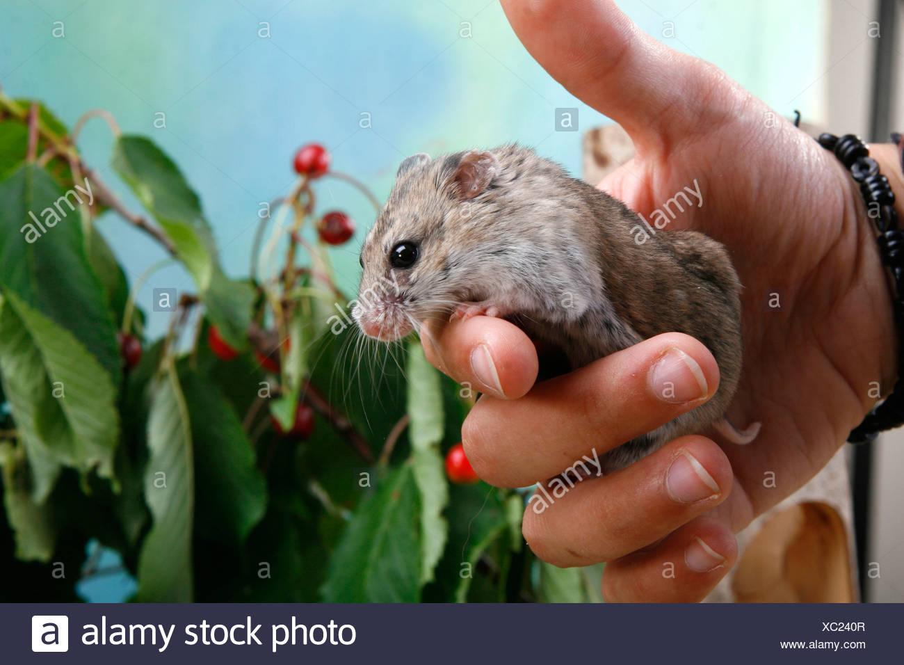 Chinese Hamster Cricetulus Griseus Pet High Resolution Stock ...