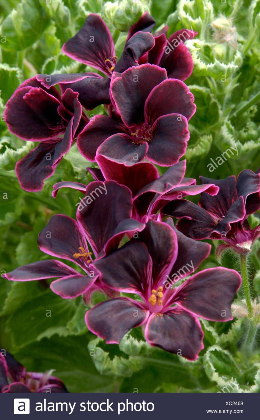 Marquis Of Bute High Resolution Stock Photography and Images - Alamy