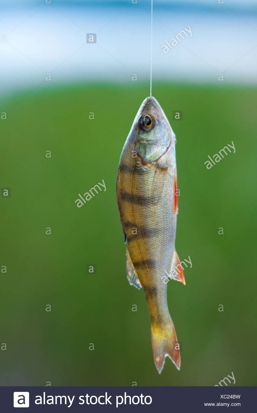 Deep Sea Perch Stock Photos & Deep Sea Perch Stock Images - Alamy