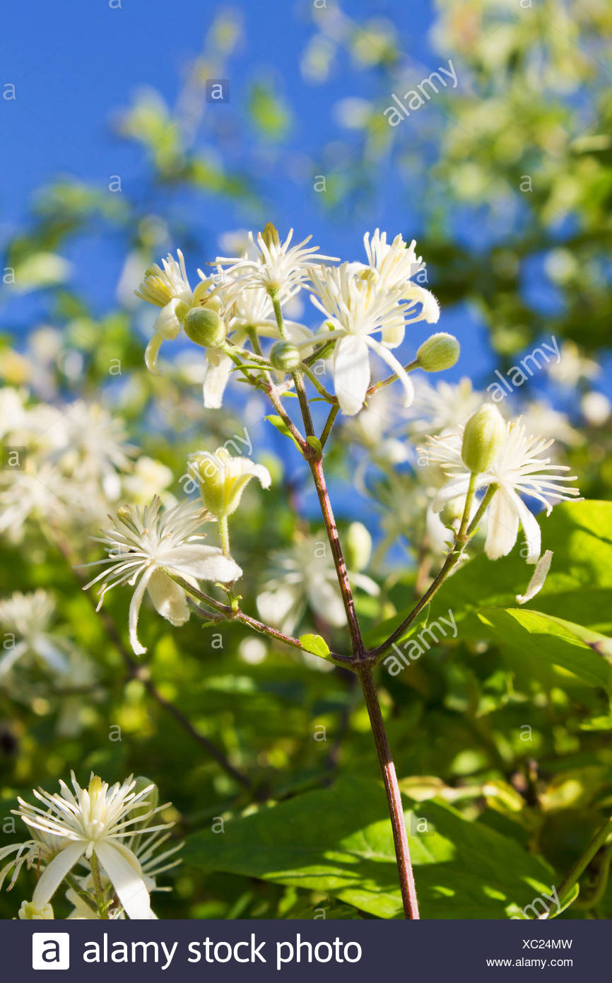 Wild Clematis High Resolution Stock Photography and Images - Alamy