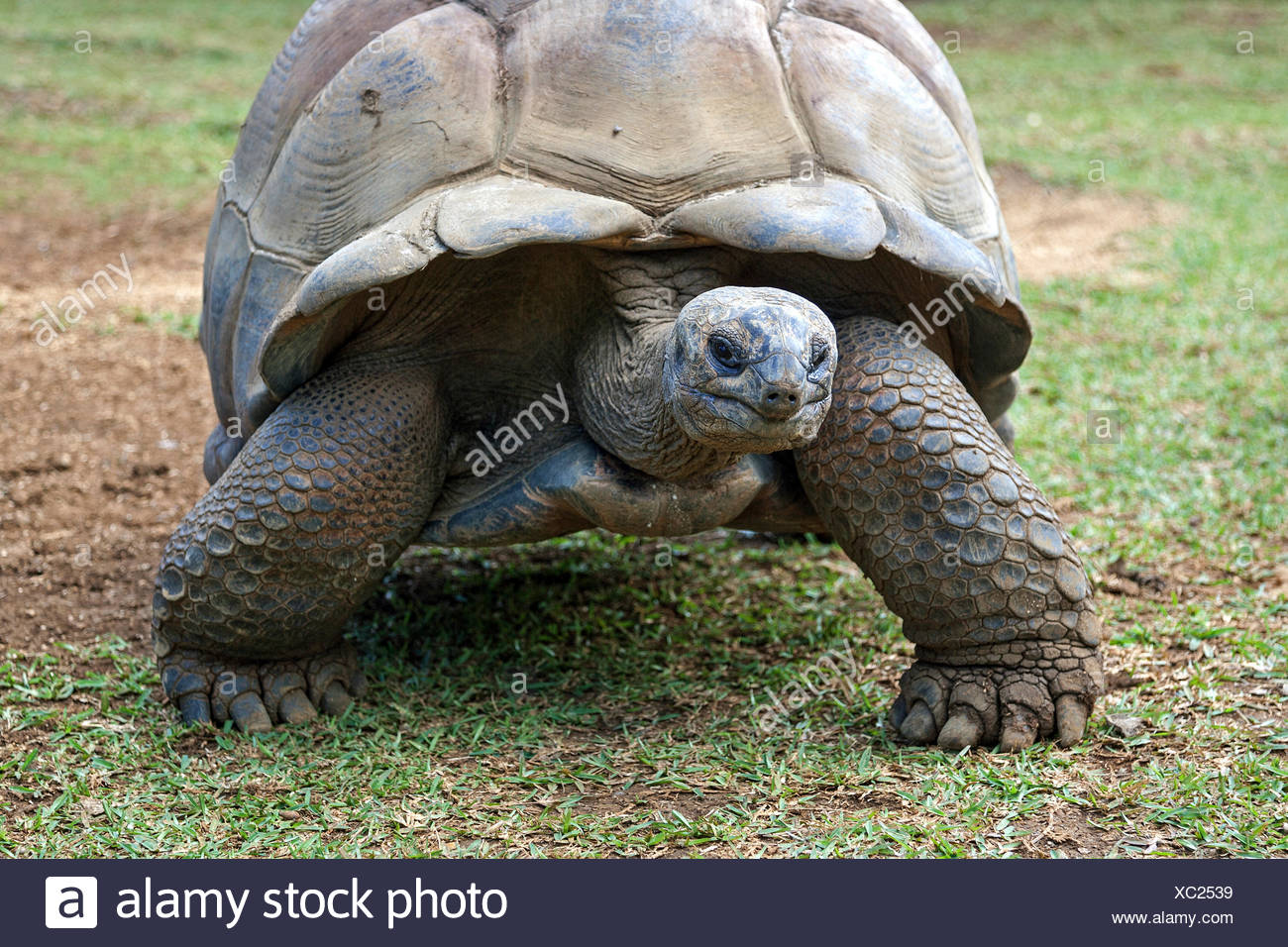 Crocodile Turtle High Resolution Stock Photography and Images - Alamy