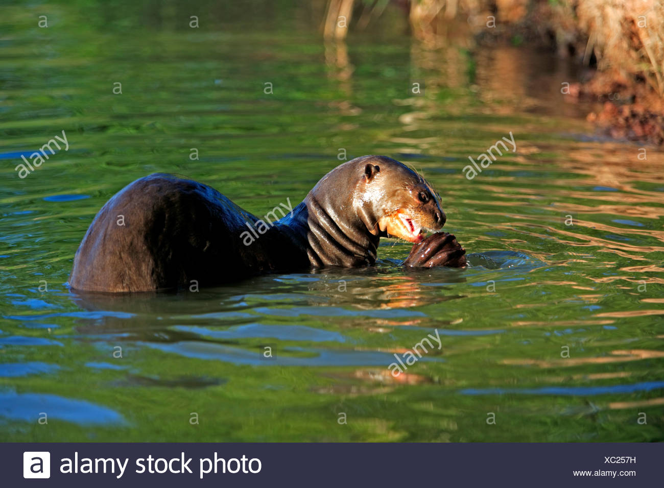 Giant Brazilian Otters High Resolution Stock Photography and Images - Alamy
