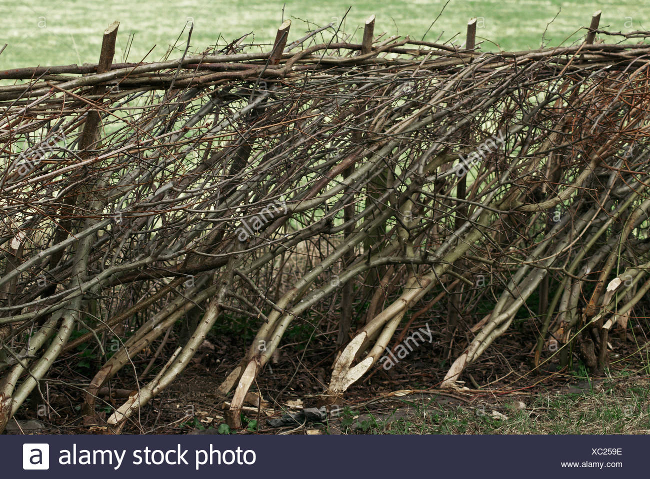 Cut And Laid Hedge High Resolution Stock Photography and Images - Alamy