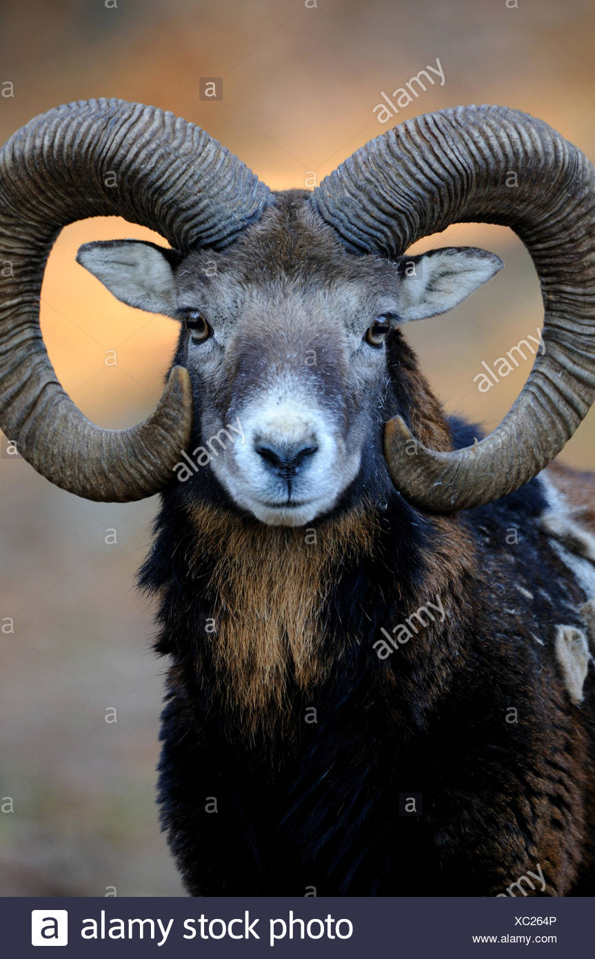Goat Ram Horns High Resolution Stock Photography and Images - Alamy