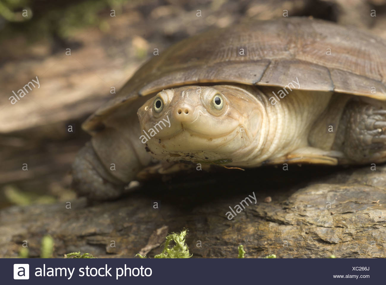 Pelomedusa High Resolution Stock Photography and Images - Alamy