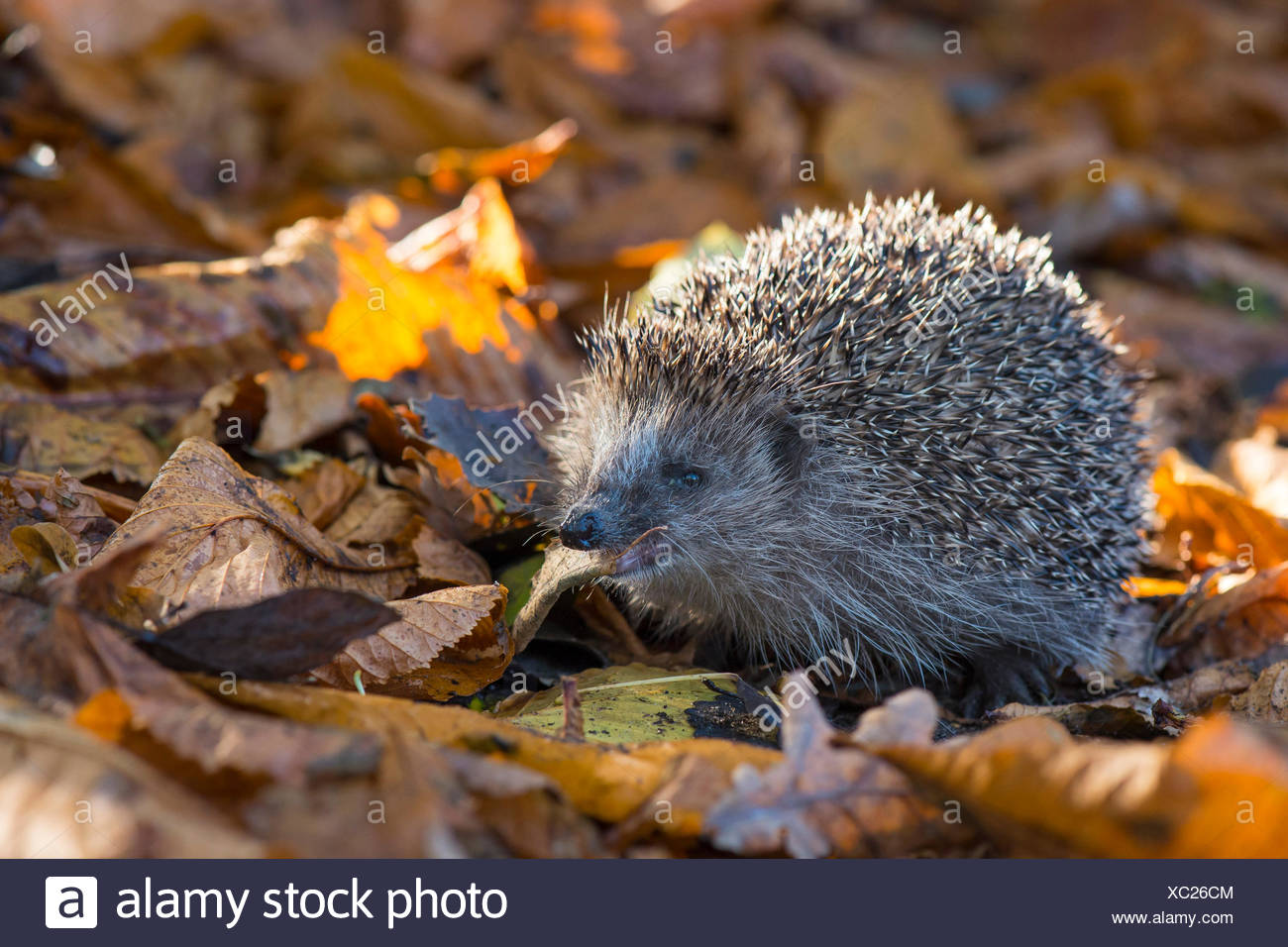 Braunbrust Igel High Resolution Stock Photography and Images - Alamy