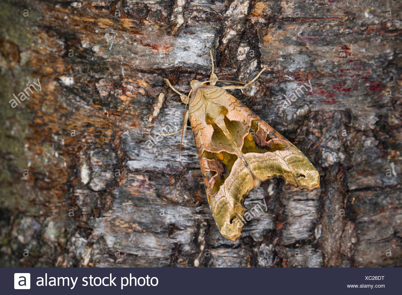 Angle Shades Moth High Resolution Stock Photography and Images - Alamy
