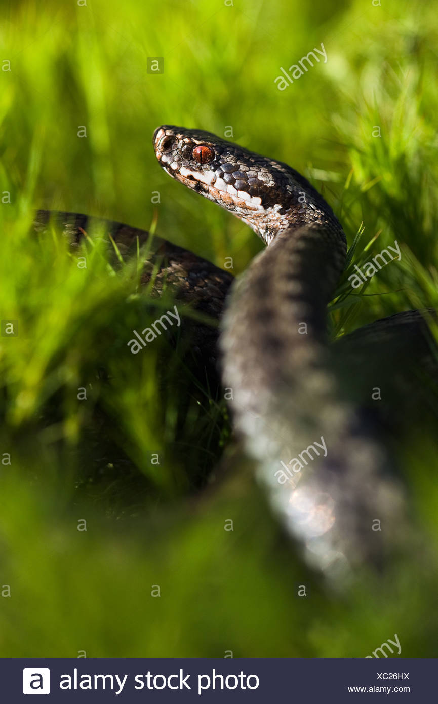 Blow Snake High Resolution Stock Photography and Images - Alamy