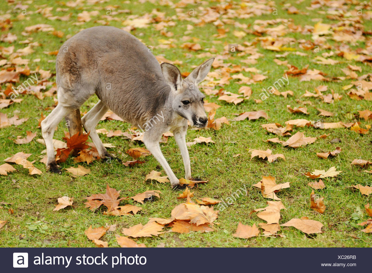 Giant Red Kangaroo High Resolution Stock Photography and Images - Alamy
