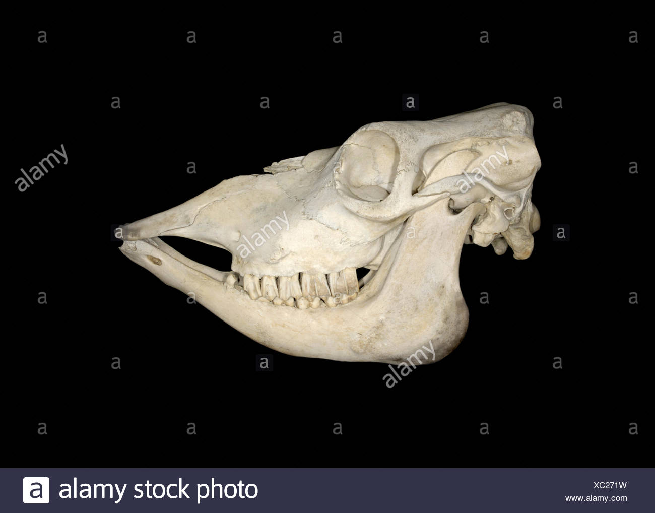 Bone Bones Close Up High Resolution Stock Photography and Images - Alamy