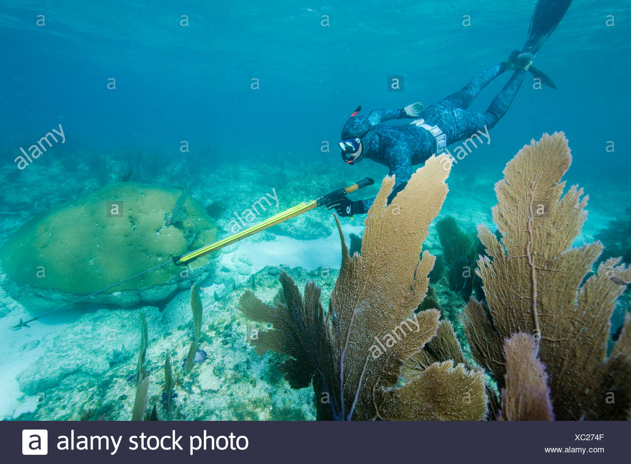 Spearfishing High Resolution Stock Photography and Images - Alamy