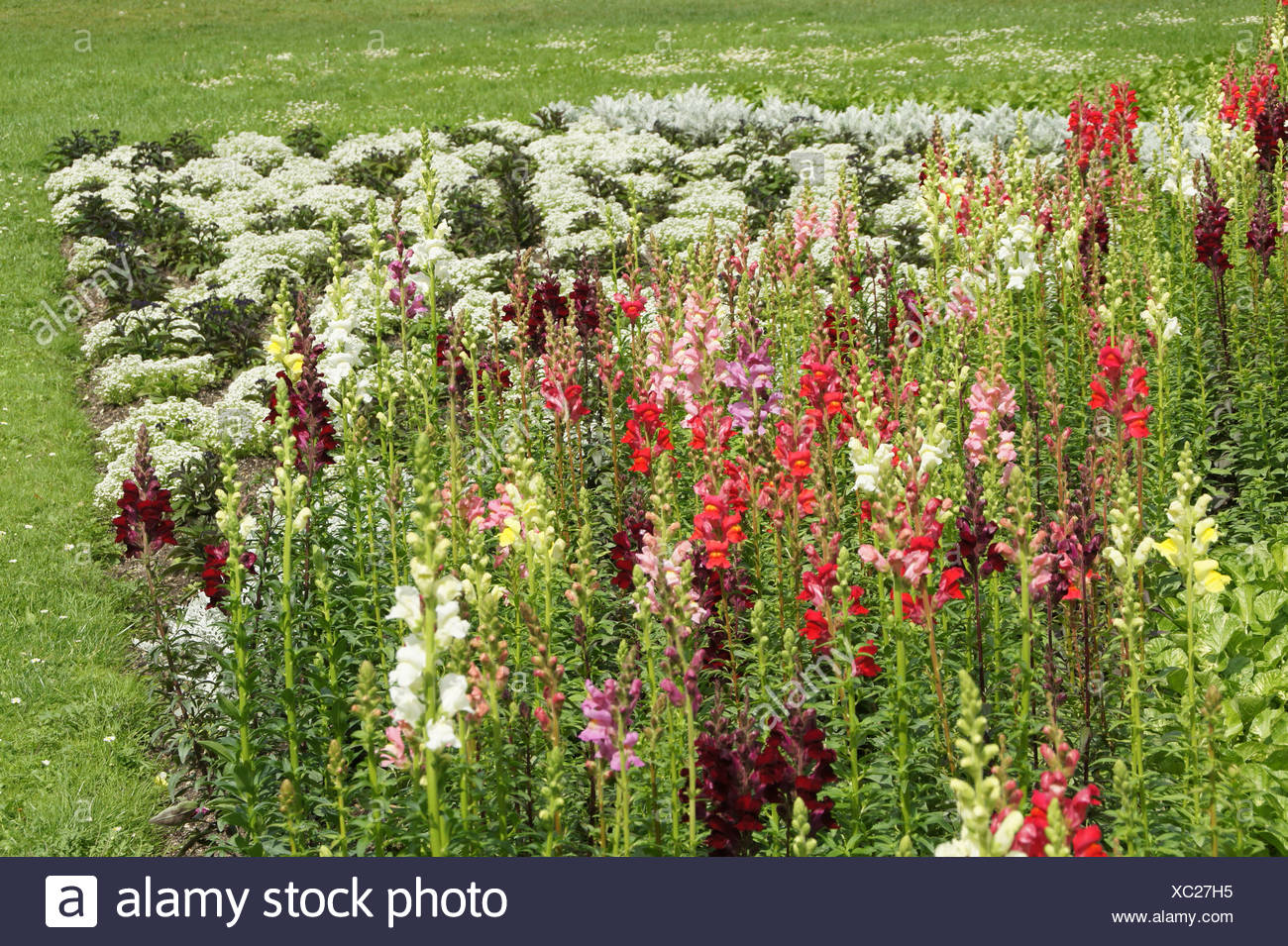 Snapdragons Garden Stock Photos & Snapdragons Garden Stock Images - Alamy