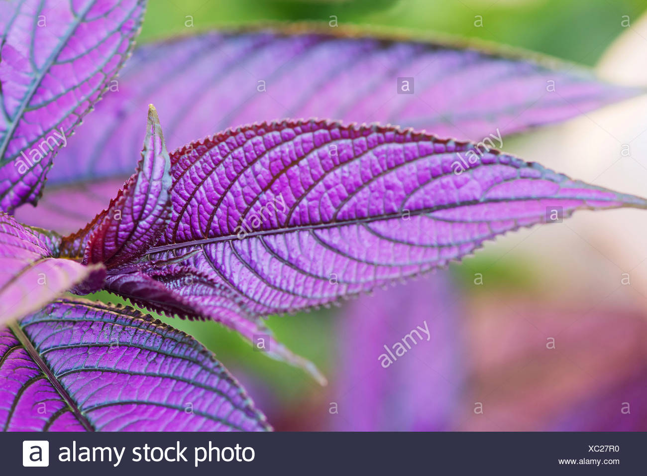 Elliptical Green Leaves High Resolution Stock Photography and Images ...